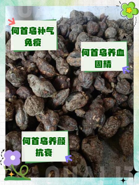 制何首乌泡水喝的正确方法_何首乌泡水用量一天多少克-第1张图片-山城妙识