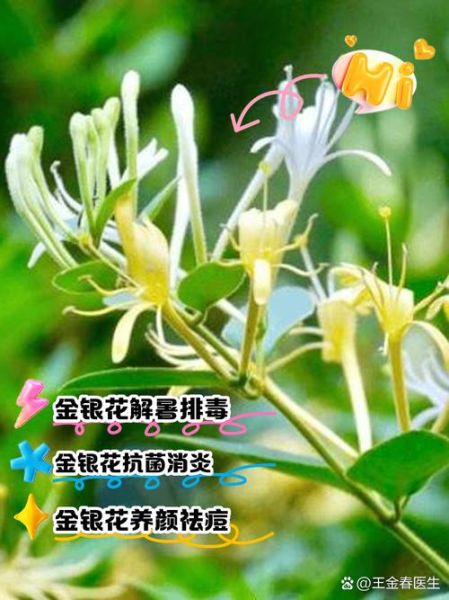 帐中香金银花原文_帐中香金银花功效与作用-第1张图片-山城妙识