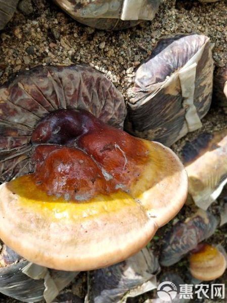 人工灵芝多少钱一斤_人工灵芝价格影响因素-第1张图片-山城妙识