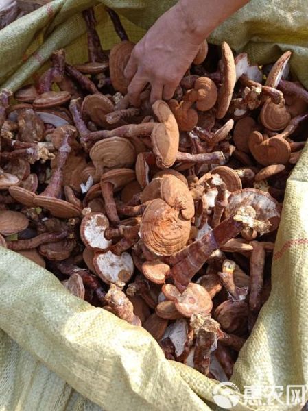 人工灵芝多少钱一斤_人工灵芝价格影响因素-第2张图片-山城妙识