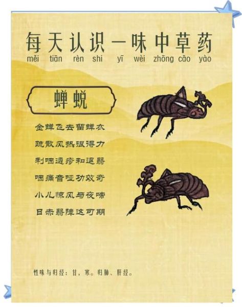 知了壳有什么功效_知了壳能治什么病-第1张图片-山城妙识