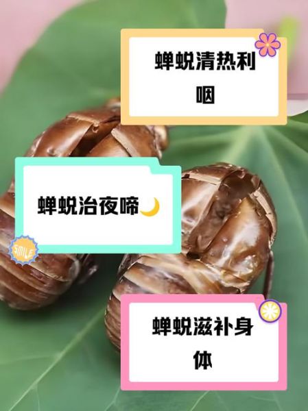 知了壳有什么功效_知了壳能治什么病-第2张图片-山城妙识