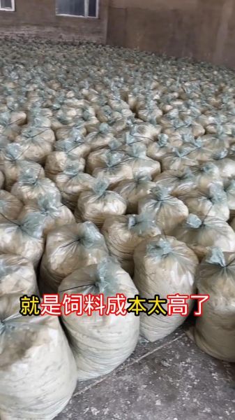 豆渣可以晒干做肥料吗_晒干豆渣做花肥的正确方法-第1张图片-山城妙识