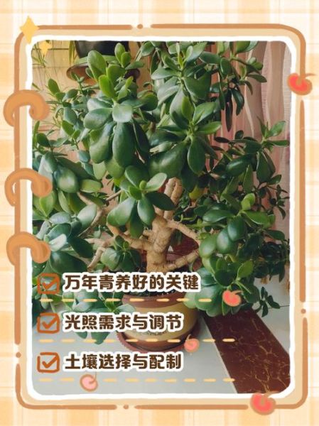 万年青怎么养_万年青养殖注意事项-第1张图片-山城妙识