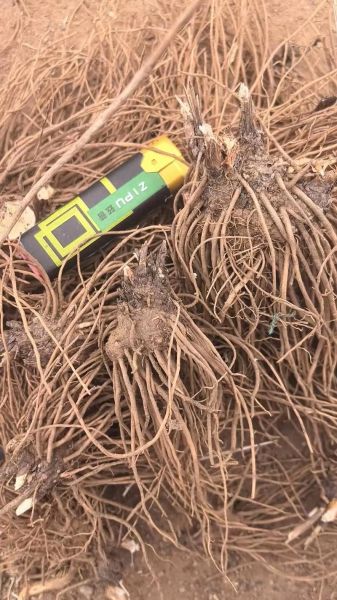 苍术价格2021最新价格_多少钱一斤-第1张图片-山城妙识