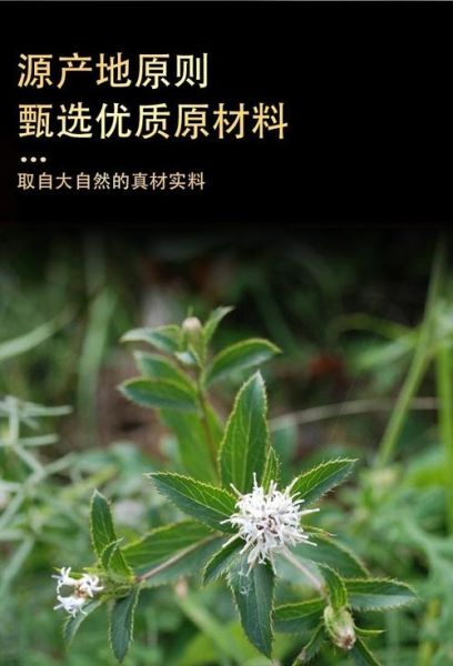 苍术价格2021最新价格_多少钱一斤-第3张图片-山城妙识