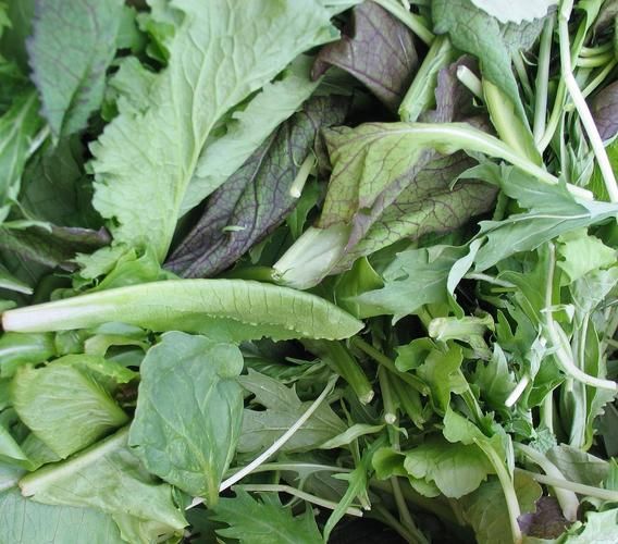 潺菜不能和什么一起吃_潺菜相克食物有哪些-第3张图片-山城妙识