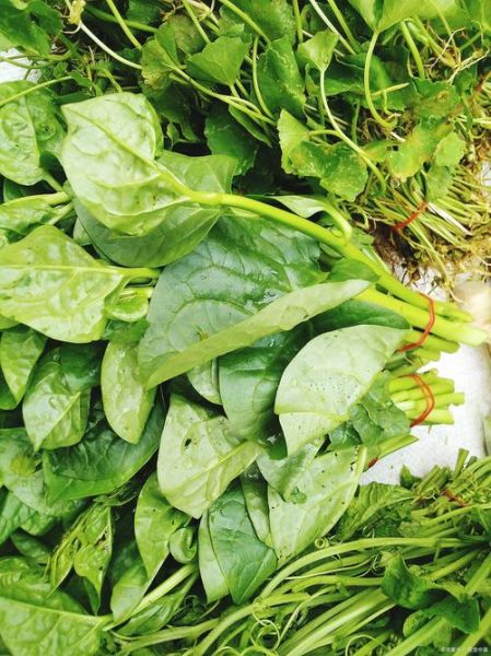 潺菜不能和什么一起吃_潺菜相克食物有哪些-第2张图片-山城妙识