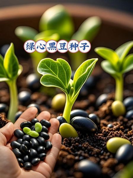 绿心黑豆的功效与作用_绿心黑豆怎么吃最补肾-第2张图片-山城妙识