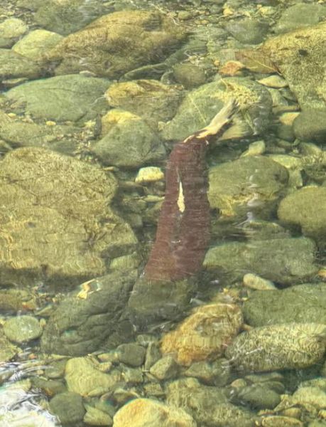 大马哈鱼多少钱一斤2020_价格行情-第1张图片-山城妙识 大马哈鱼多少钱一斤2020_价格行情-第1张图片-山城妙识