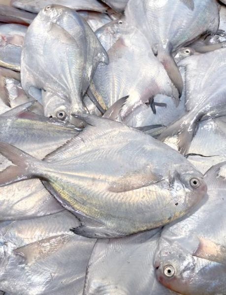 金鲳鱼是海鱼还是淡水鱼_金鲳鱼养殖环境揭秘-第3张图片-山城妙识