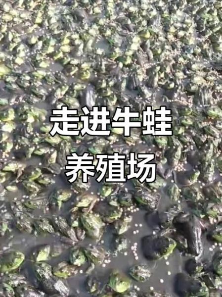 牛蛙养殖周期多久_牛蛙养殖周期成本利润-第1张图片-山城妙识