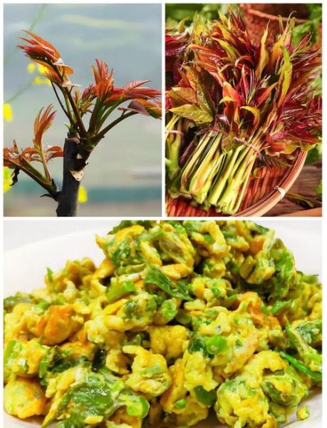 香椿鸡蛋怎么做_香椿鸡蛋的做法窍门-第1张图片-山城妙识 香椿鸡蛋怎么做_香椿鸡蛋的做法窍门-第1张图片-山城妙识