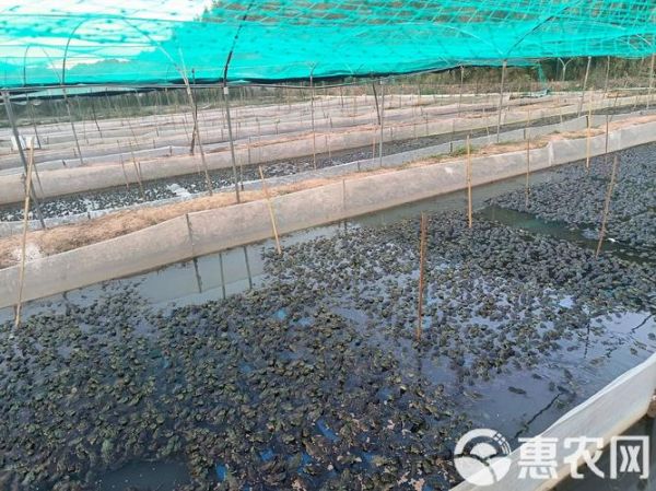 牛蛙养殖周期多久_牛蛙养殖周期成本利润-第2张图片-山城妙识