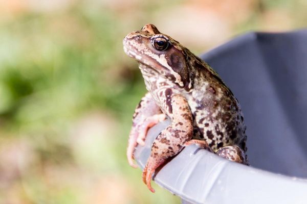 牛蛙养殖周期多久_牛蛙养殖周期成本利润-第3张图片-山城妙识