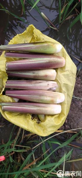 茭白又叫什么名字_茭白别名有哪些-第1张图片-山城妙识 茭白又叫什么名字_茭白别名有哪些-第1张图片-山城妙识