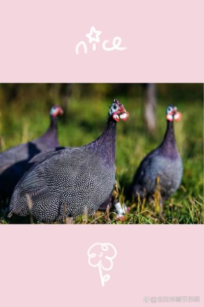 珍珠鸡怎么分公母_珍珠鸡公母鉴别方法-第3张图片-山城妙识