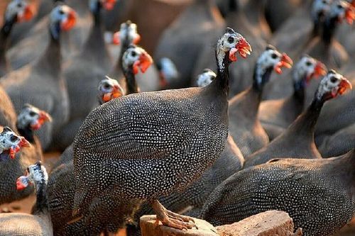 珍珠鸡怎么分公母_珍珠鸡公母鉴别方法-第2张图片-山城妙识