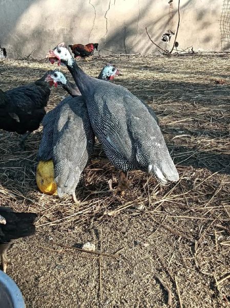 珍珠鸡怎么分公母_珍珠鸡公母鉴别方法-第1张图片-山城妙识