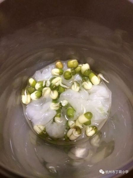 绿豆发芽全过程_绿豆几天能发芽-第1张图片-山城妙识 绿豆发芽全过程_绿豆几天能发芽-第1张图片-山城妙识