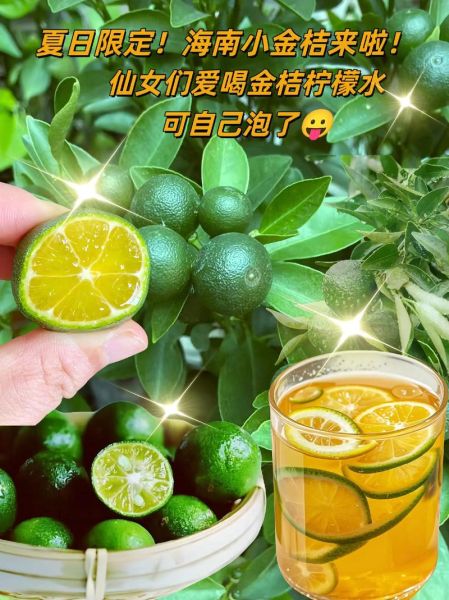 金桔柠檬汁怎么做_金桔柠檬汁的功效与作用-第2张图片-山城妙识 金桔柠檬汁怎么做_金桔柠檬汁的功效与作用-第2张图片-山城妙识