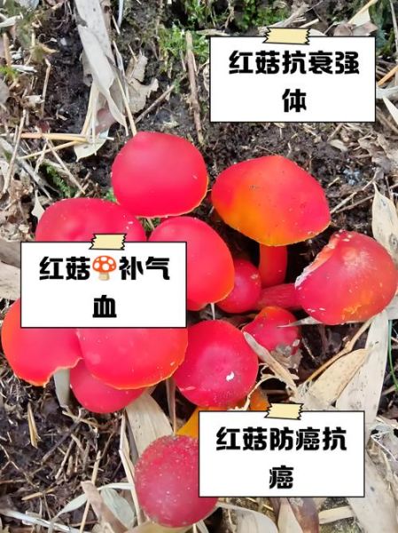 红菇图片功效_红菇有什么营养价值-第1张图片-山城妙识