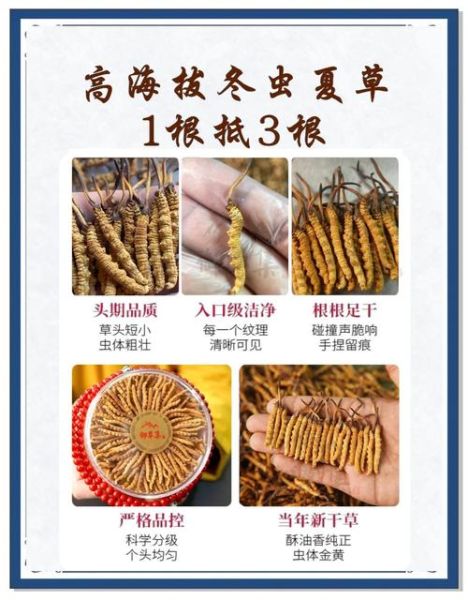 虫草对女人功效与作用_女人吃虫草有哪些好处-第3张图片-山城妙识