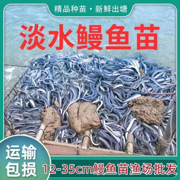 鳗鱼苗价格多少钱一斤_鳗鱼苗批发价格行情-第1张图片-山城妙识 鳗鱼苗价格多少钱一斤_鳗鱼苗批发价格行情-第1张图片-山城妙识
