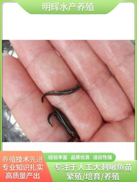 鳗鱼苗价格多少钱一斤_鳗鱼苗批发价格行情-第3张图片-山城妙识 鳗鱼苗价格多少钱一斤_鳗鱼苗批发价格行情-第3张图片-山城妙识