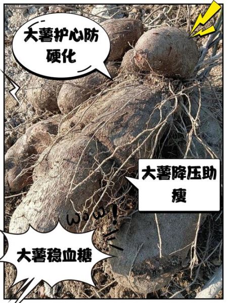 大薯怎么做好吃_大薯的营养价值有哪些-第1张图片-山城妙识