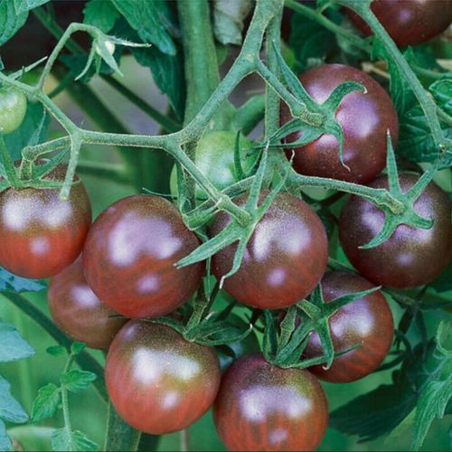 圣女果什么时候种_圣女果怎么种才高产-第1张图片-山城妙识