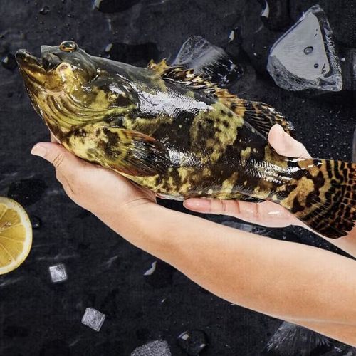 珍珠龙趸鱼图片_如何辨别真假-第1张图片-山城妙识