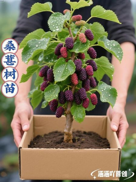 桑葚树怎么种_桑葚树几年结果-第1张图片-山城妙识