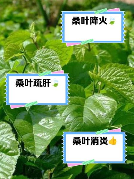 桑叶的功效与作用_桑叶怎么吃效果最好-第2张图片-山城妙识 桑叶的功效与作用_桑叶怎么吃效果最好-第2张图片-山城妙识