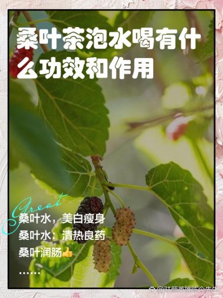 桑叶的功效与作用_桑叶怎么吃效果最好-第1张图片-山城妙识 桑叶的功效与作用_桑叶怎么吃效果最好-第1张图片-山城妙识