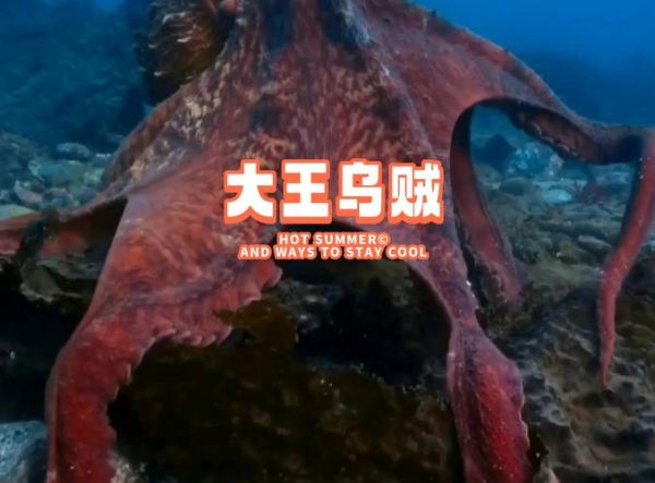 大王乌贼吃蓝鲸是真的吗_大王乌贼vs蓝鲸谁更强-第2张图片-山城妙识 大王乌贼吃蓝鲸是真的吗_大王乌贼vs蓝鲸谁更强-第2张图片-山城妙识