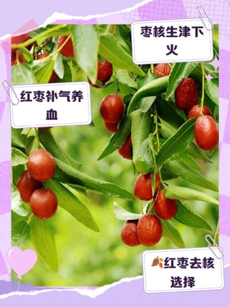 红枣的功效与作用及禁忌是什么_哪些人不能吃红枣-第2张图片-山城妙识