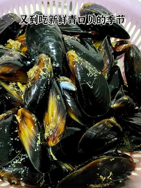 青口贝是海虹吗_区别与选购技巧-第3张图片-山城妙识 青口贝是海虹吗_区别与选购技巧-第3张图片-山城妙识