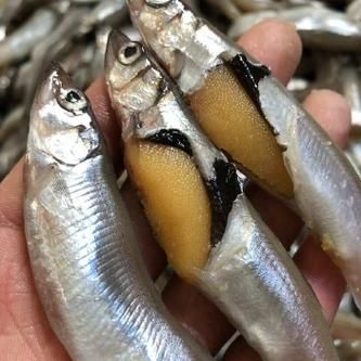 多春鱼为什么那么多籽_多春鱼籽多的原因-第3张图片-山城妙识