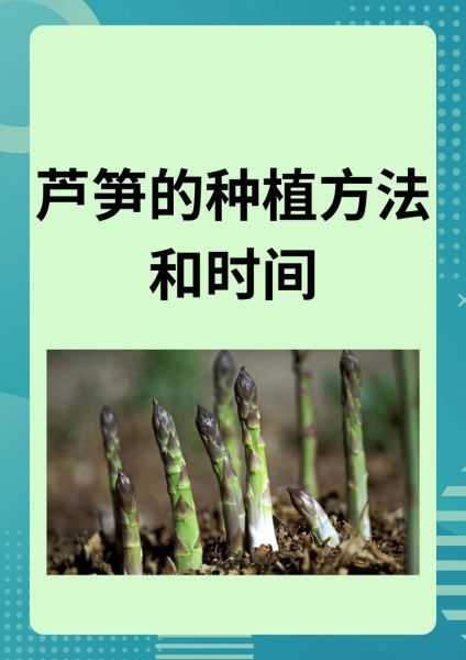 芦笋怎么种植_芦笋种植方法视频教程-第1张图片-山城妙识
