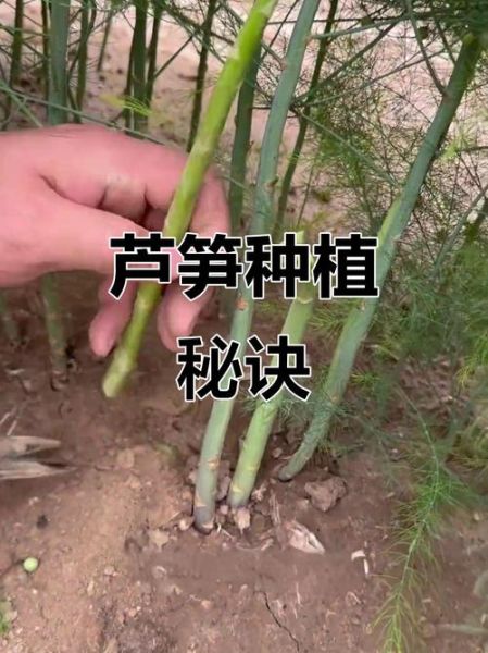 芦笋怎么种植_芦笋种植方法视频教程-第2张图片-山城妙识