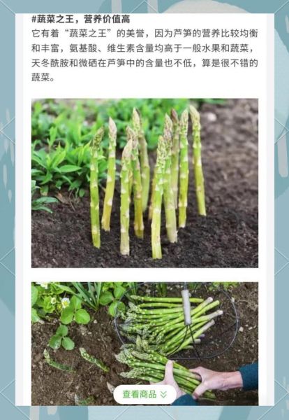 芦笋怎么种植_芦笋种植方法视频教程-第3张图片-山城妙识