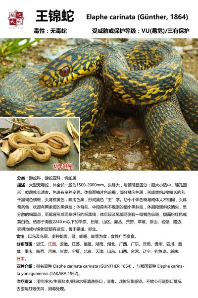 菜花蛇为什么是百蛇之王_菜花蛇毒性有多强-第1张图片-山城妙识