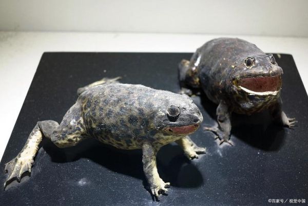 牛蛙是什么动物_牛蛙和青蛙的区别-第2张图片-山城妙识