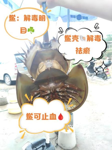 中华鲎人工养殖基地在哪里_中华鲎人工养殖技术难点-第2张图片-山城妙识