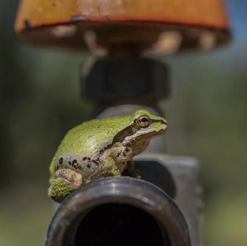 牛蛙是什么动物_牛蛙和青蛙的区别-第3张图片-山城妙识