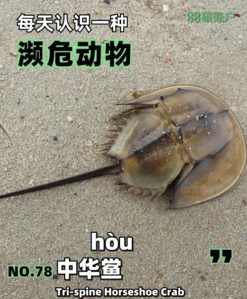 中华鲎人工养殖基地在哪里_中华鲎人工养殖技术难点-第1张图片-山城妙识