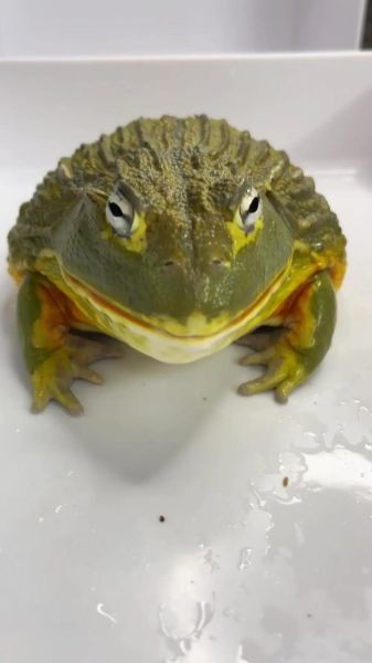 牛蛙是什么动物_牛蛙和青蛙的区别-第1张图片-山城妙识