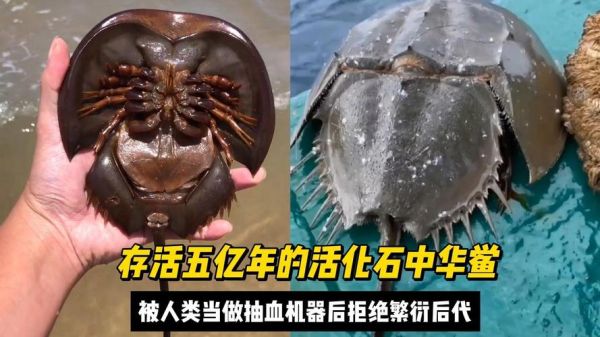 中华鲎人工养殖基地在哪里_中华鲎人工养殖技术难点-第3张图片-山城妙识