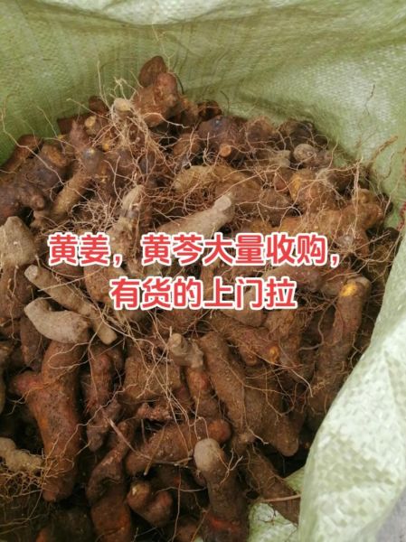 野生黄姜图片长什么样_野生黄姜的功效与作用-第1张图片-山城妙识
